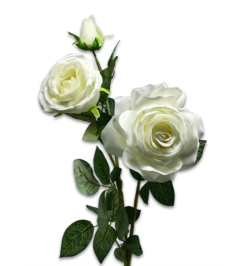 Ivory Rose – Wearenotashop