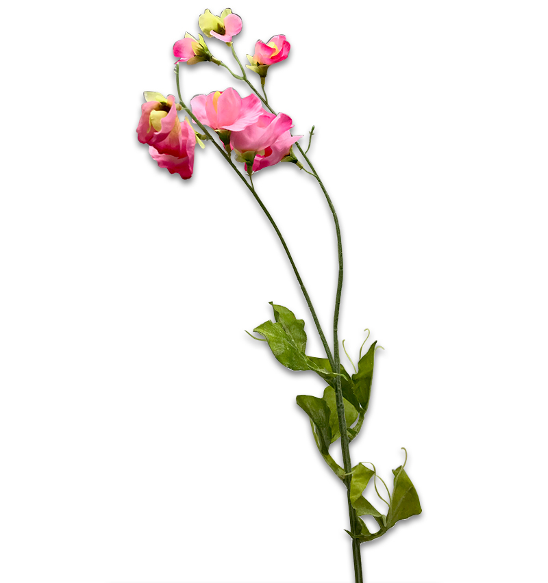 Long Stemmed Pink Sweet Pea – Wearenotashop
