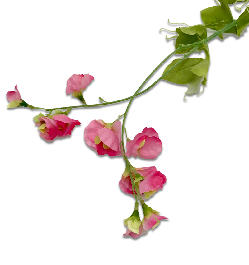 Long Stemmed Pink Sweet Pea – Wearenotashop