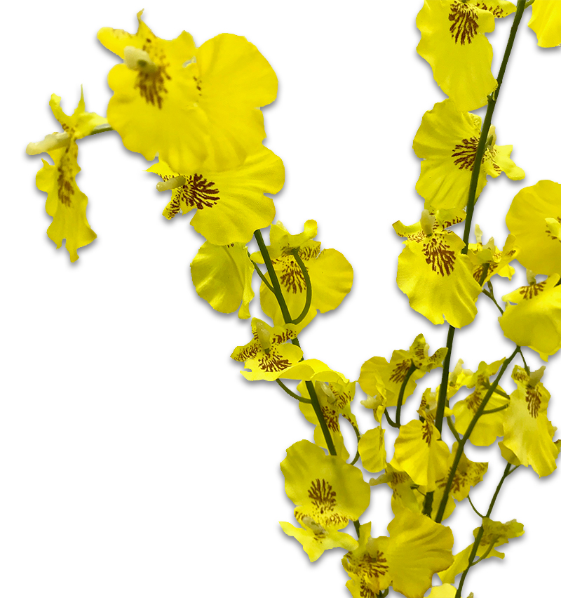 Spray Of Yellow Dancing Lady Orchid – Wearenotashop