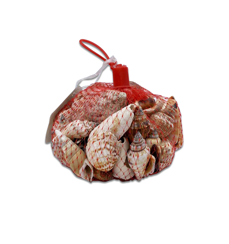 World Sea Shell Collection – Bag Of Mixed Seashells From The White ...