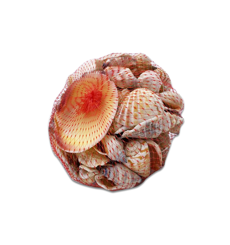 World Sea Shell Collection – Bag Of Mixed Seashells From The White ...