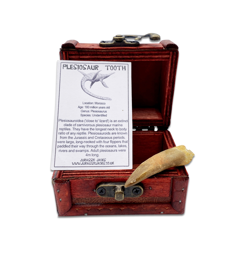 Large And Genuine Prehistoric Sea Beast Tooth – Plesiosaur – Wearenotashop