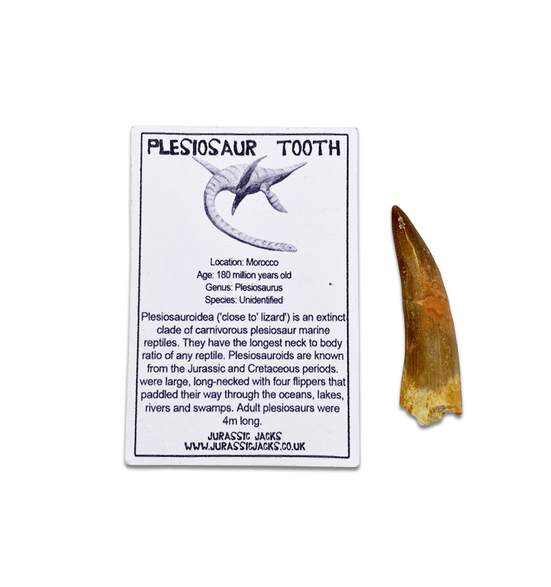 Large And Genuine Prehistoric Sea Beast Tooth – Plesiosaur – Wearenotashop