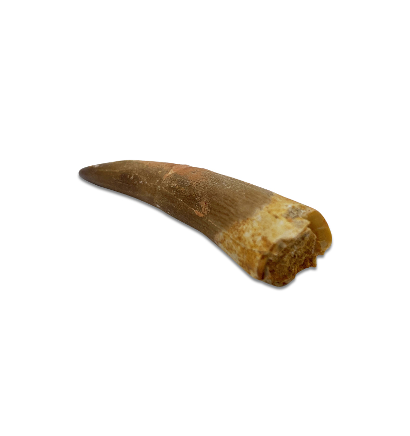 Large And Genuine Prehistoric Sea Beast Tooth – Plesiosaur – Wearenotashop