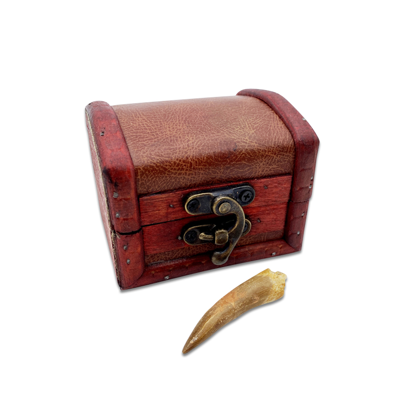 Large And Genuine Prehistoric Sea Beast Tooth – Plesiosaur – Wearenotashop